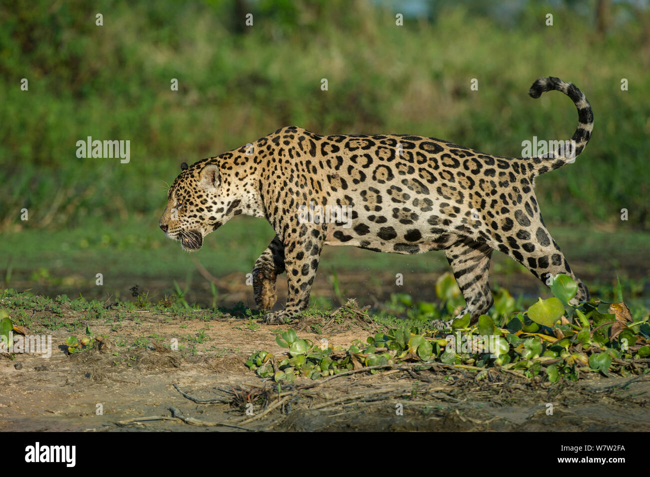 Male jaguar hi-res stock photography and images - Alamy