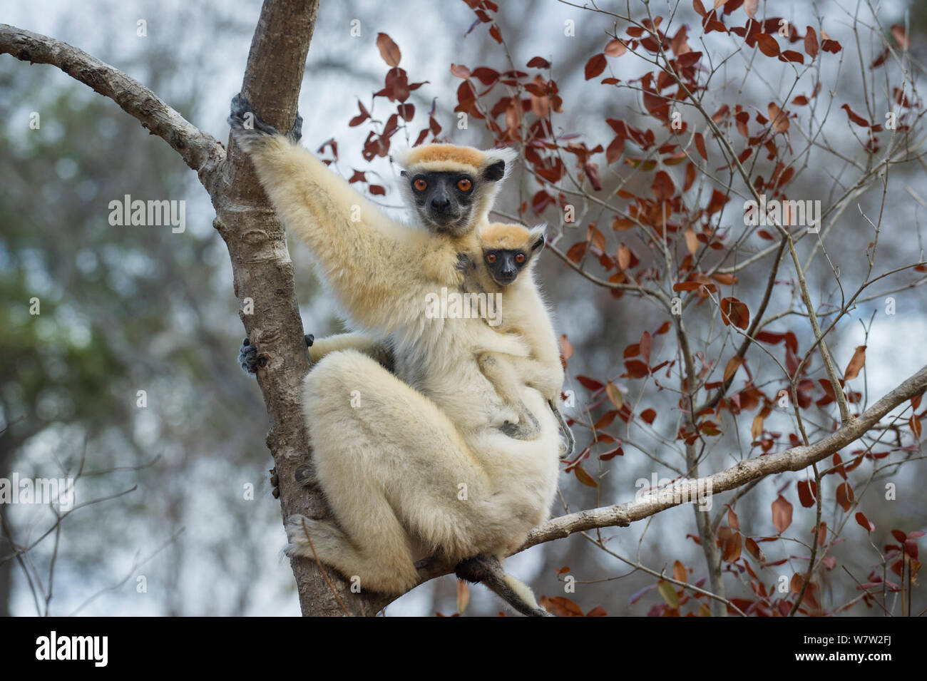 Golden crowned sifaka propithecus tattersalli hi-res stock photography ...