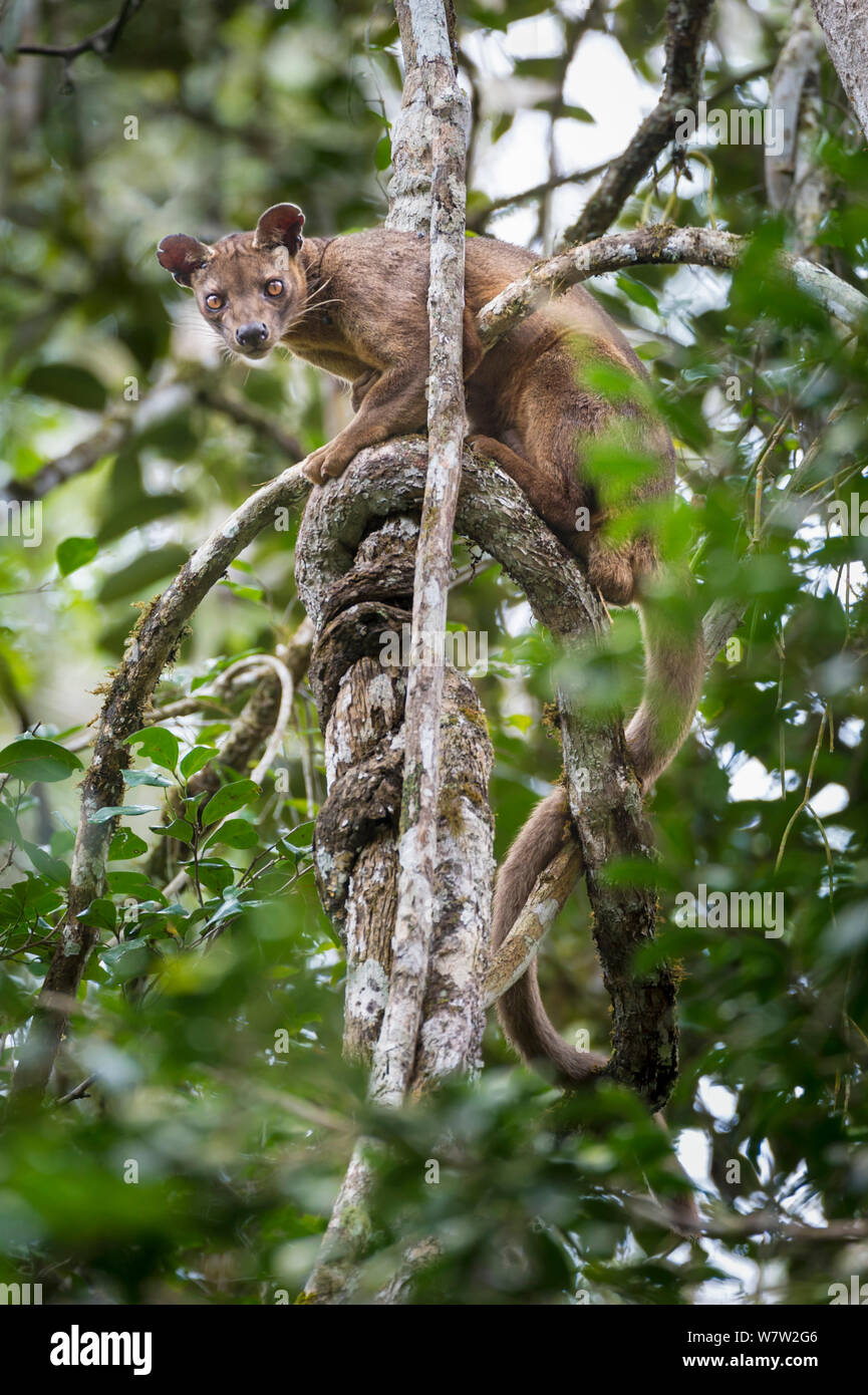 Male Fossa (Cryptoprocta ferox) resting in tree canopy. Mid-altitude ...
