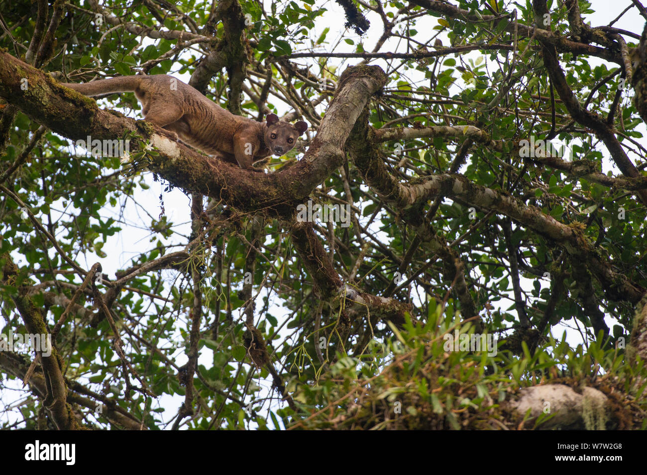 Male Fosa (Cryptoprocta ferox) climbing favoured 'mating tree' where ...