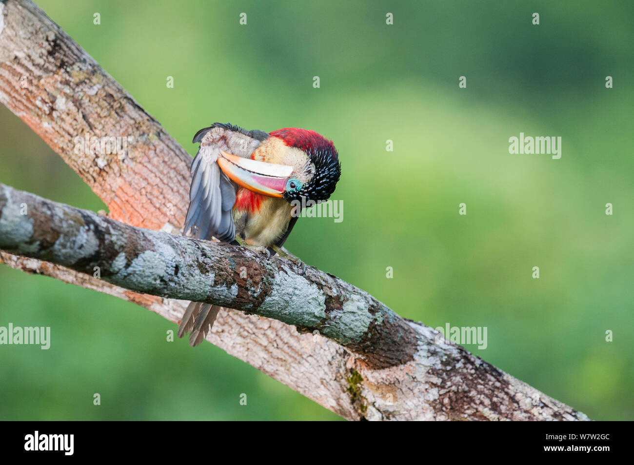 Rainforest canopy animal hi-res stock photography and images - Alamy