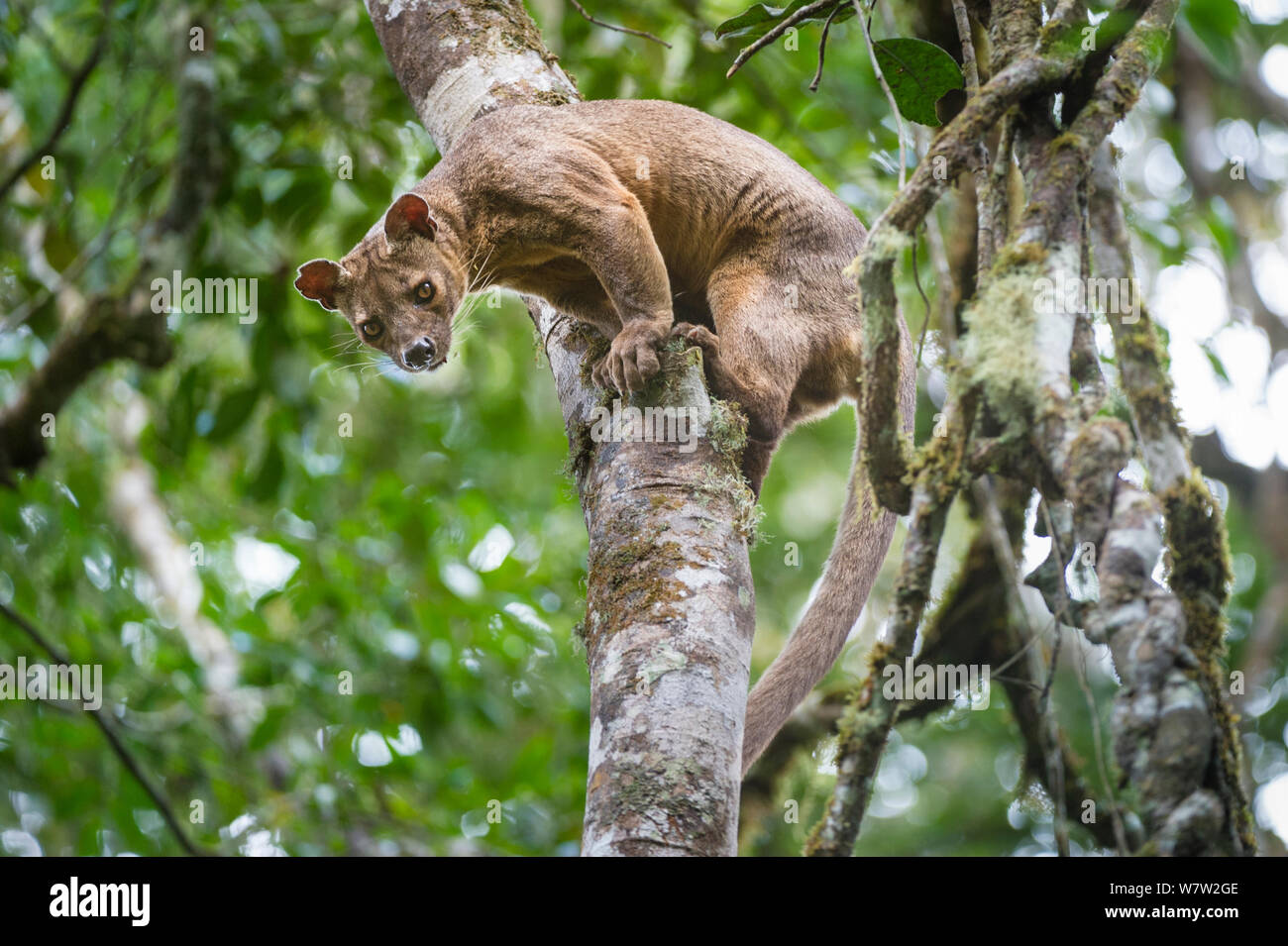 Male Fossa (Cryptoprocta ferox) climbing down tree trunk from forest ...