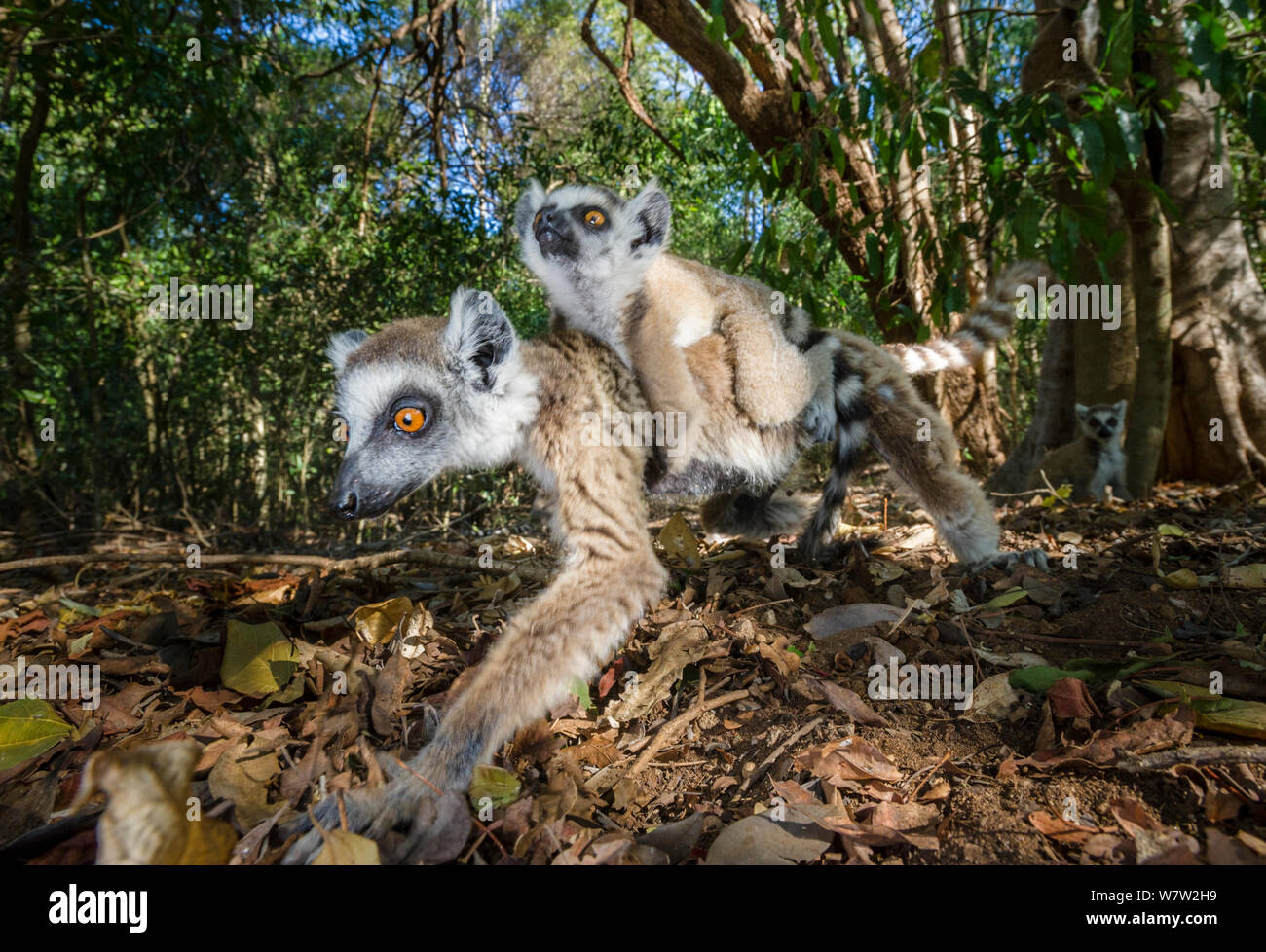 Female ring tailed lemur hi-res stock photography and images - Alamy