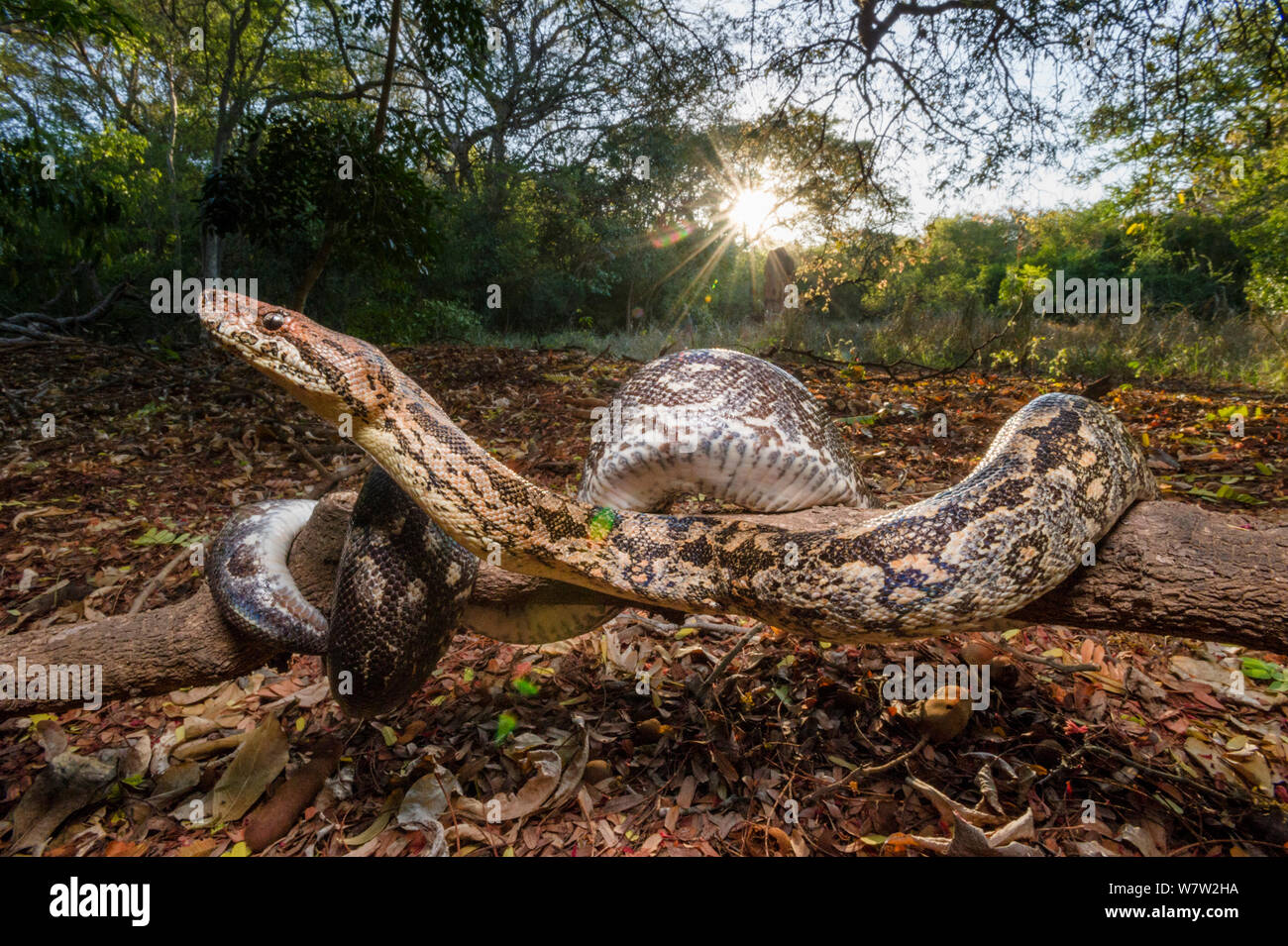S dumerili hi-res stock photography and images - Alamy