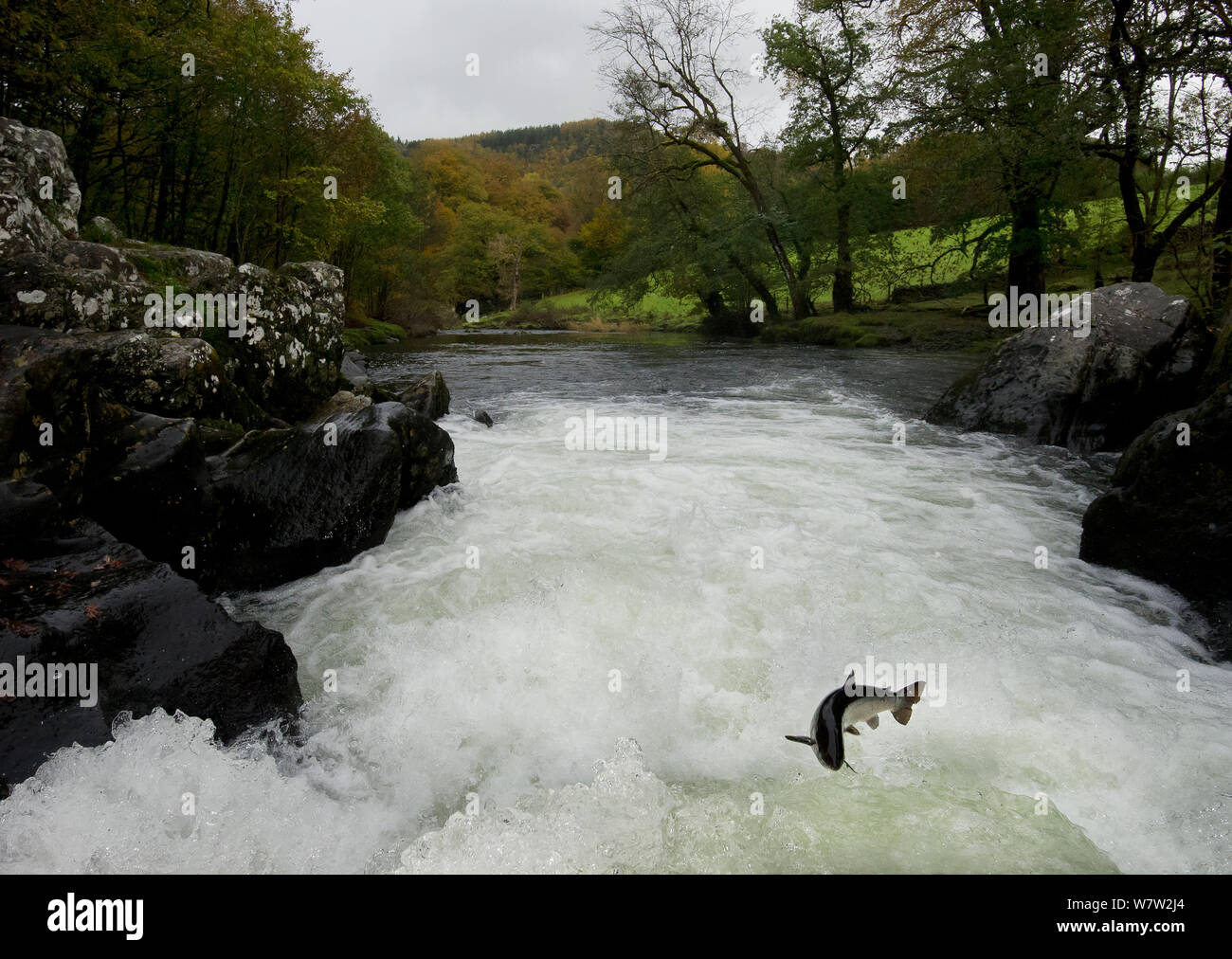 Salmo sp hi-res stock photography and images - Alamy