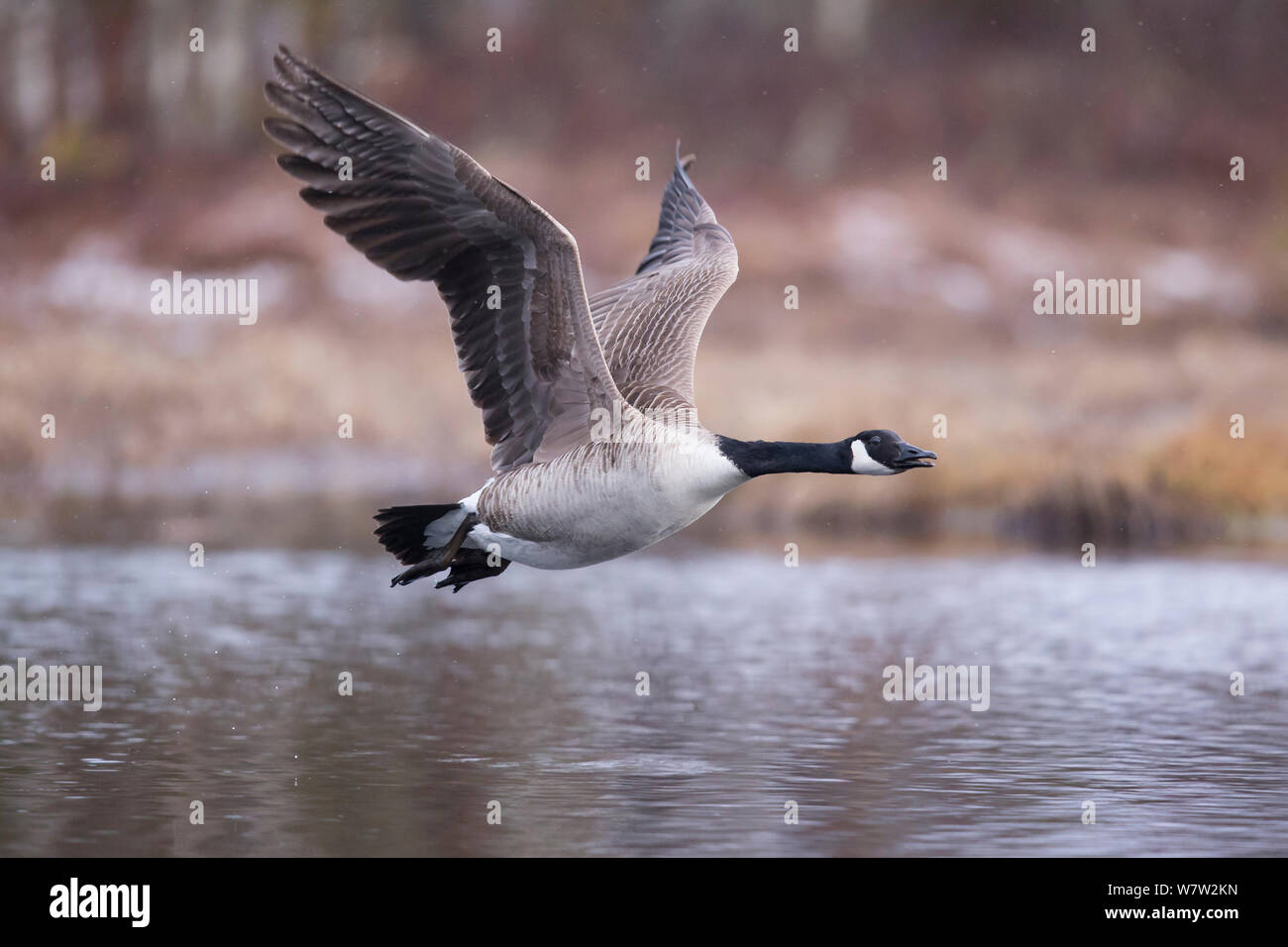 Canada goose take off hi-res stock photography and images - Alamy