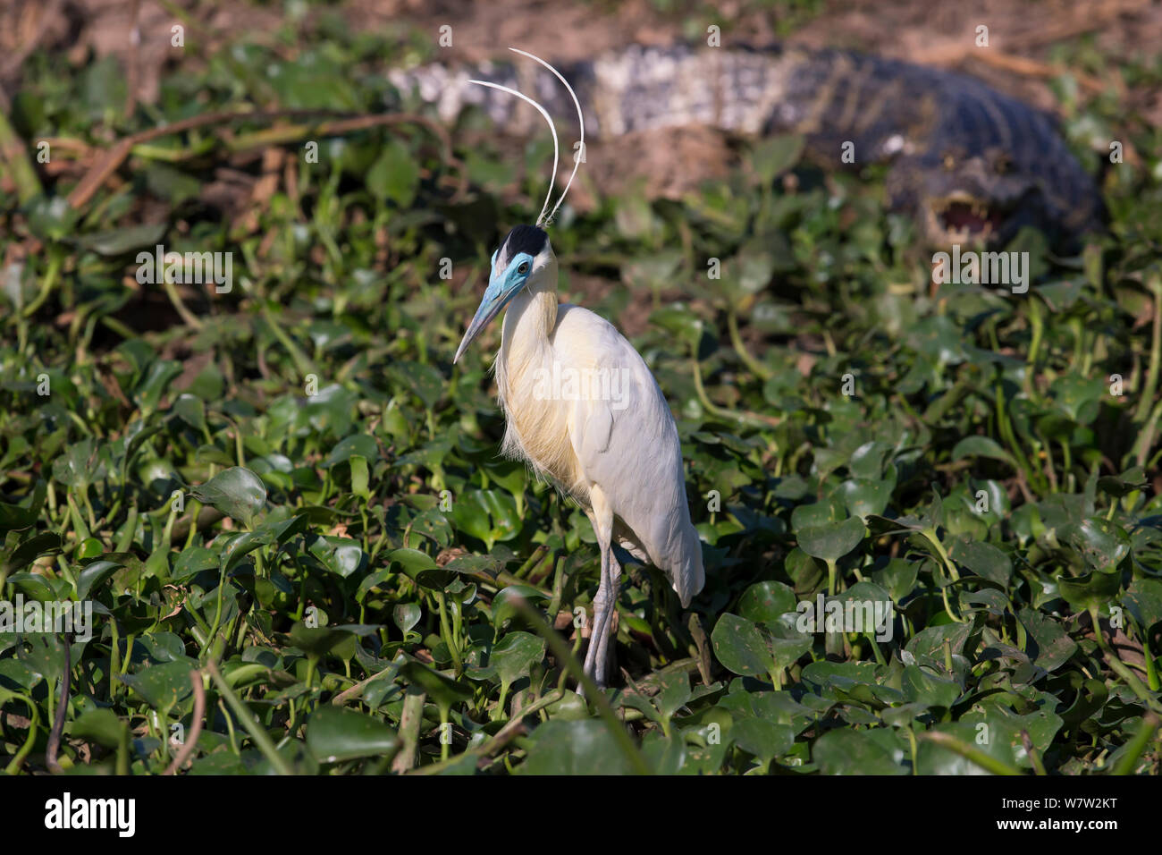 Capped Heron (Pilherodius pileatus) Pantanal, Brazil Stock Photo - Alamy