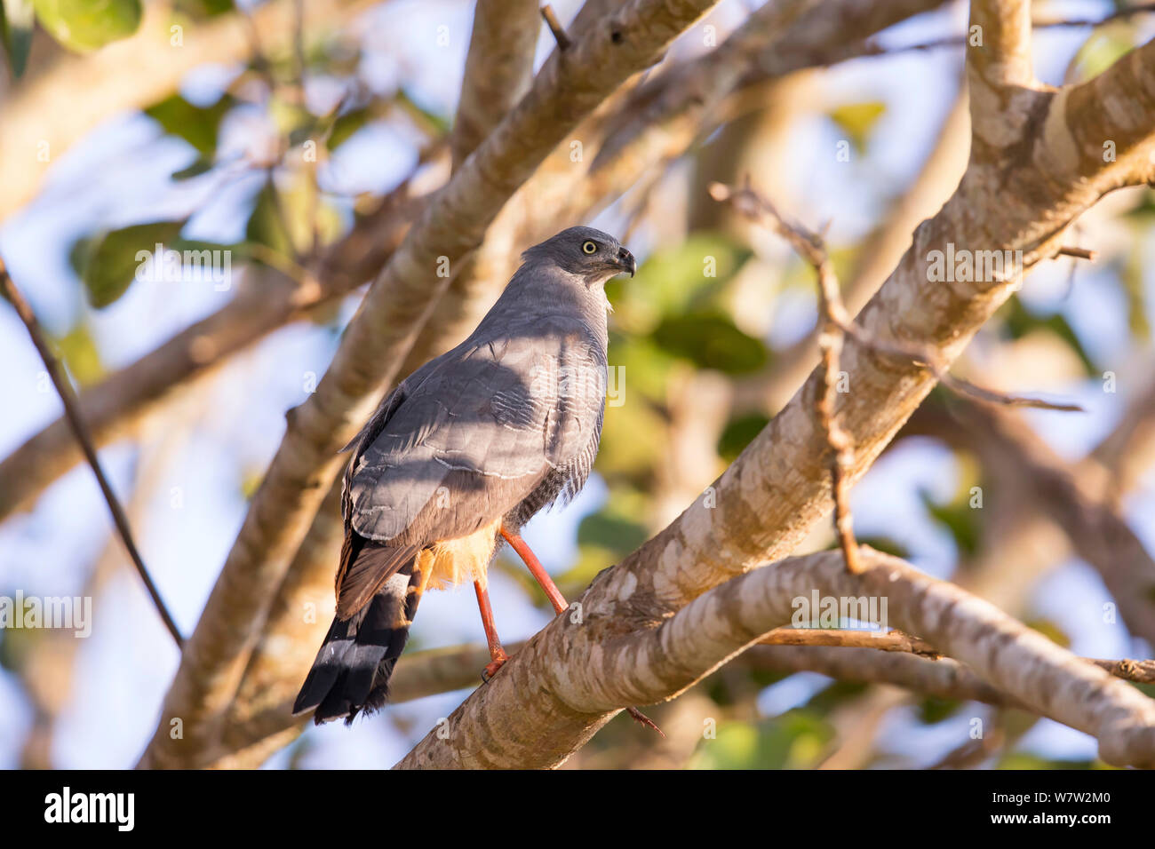 Crane Hawk (Geranospiza caerulescens) Pantanal, Brazil Stock Photo - Alamy