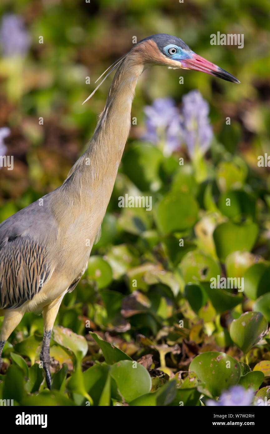 Whistling Heron (Syrigma sbilatrix) Pantanal, Brazil Stock Photo - Alamy