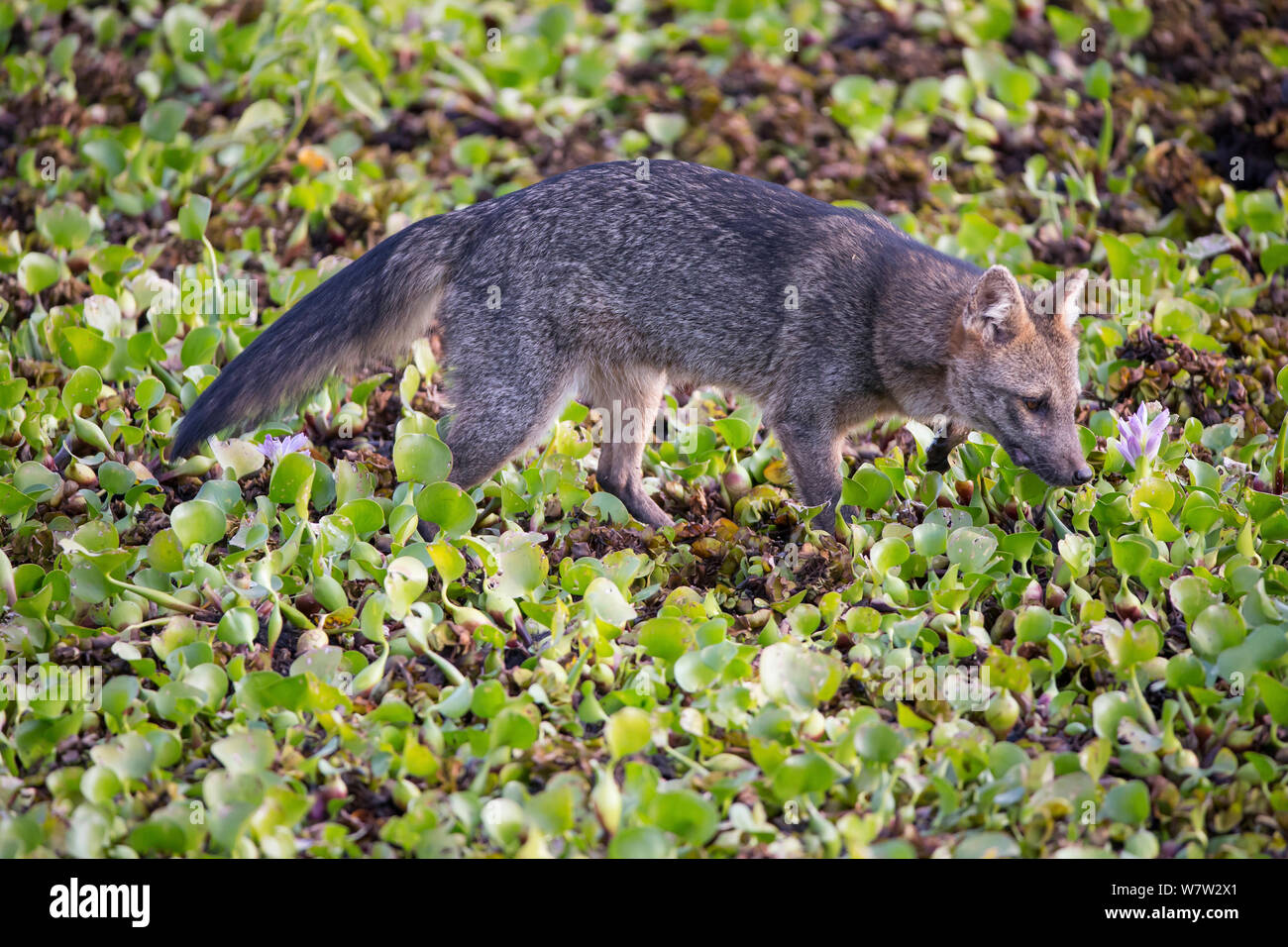 Crab Eating Fox Cerdocyon Thous High Resolution Stock Photography and ...