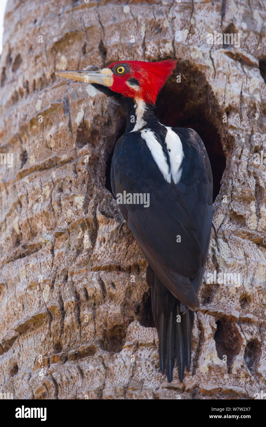 Crimson-crested Woodpecker (Campephilus melanoleucos) male at nest hole ...