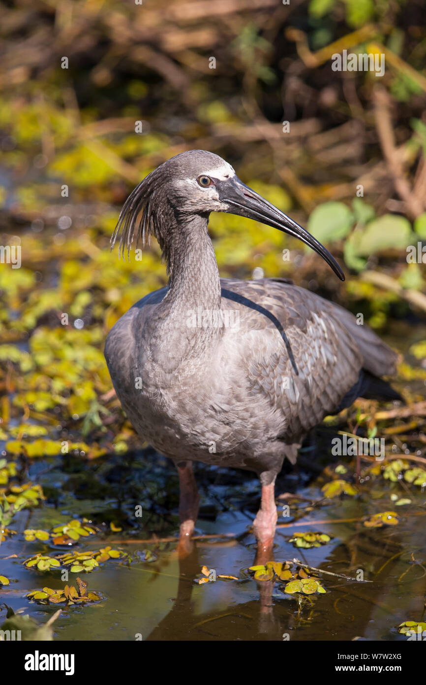 Plumbeous ibis harpiprion caerulescens hi-res stock photography and ...