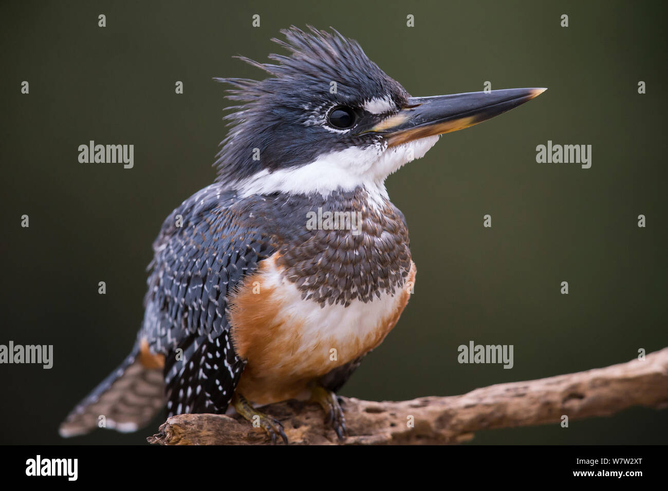 Ringes hi-res stock photography and images - Alamy