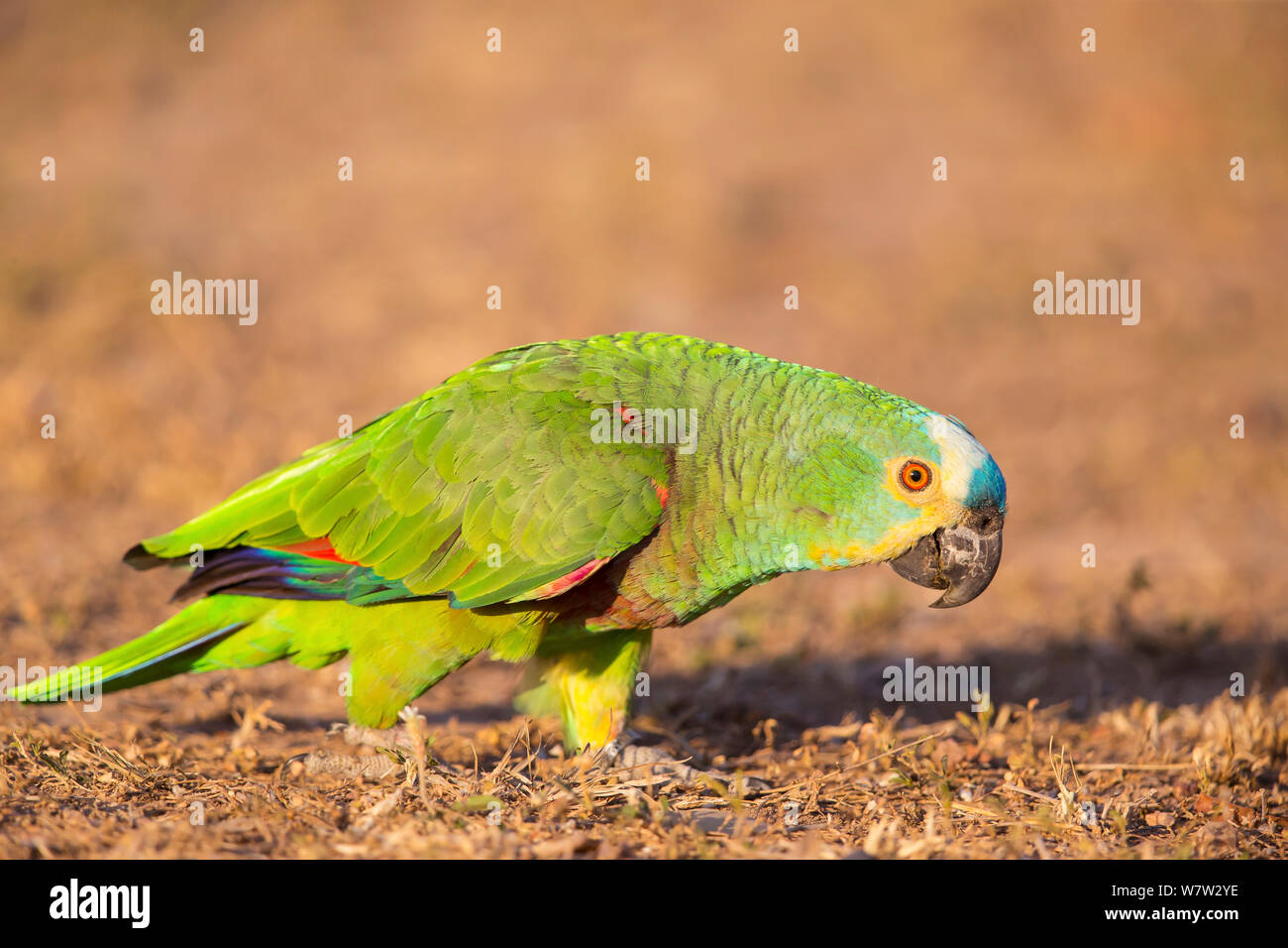 Blue-fronted Parrot (Amazona aestiva) hand-raised bird, Pantanal ...