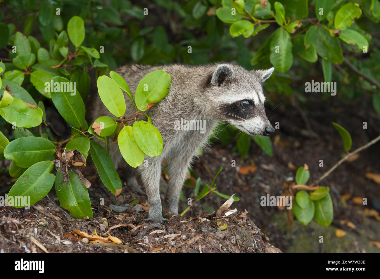 Pygmy Raccoon (Procyon pygmaeus) Cozumel Island, Mexico. Critcally ...