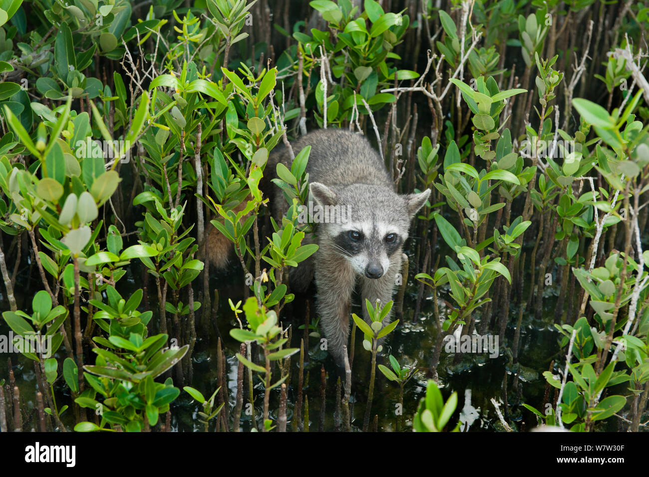 Pygmy Raccoon (Procyon pygmaeus) Cozumel Island, Mexico. Critcally ...