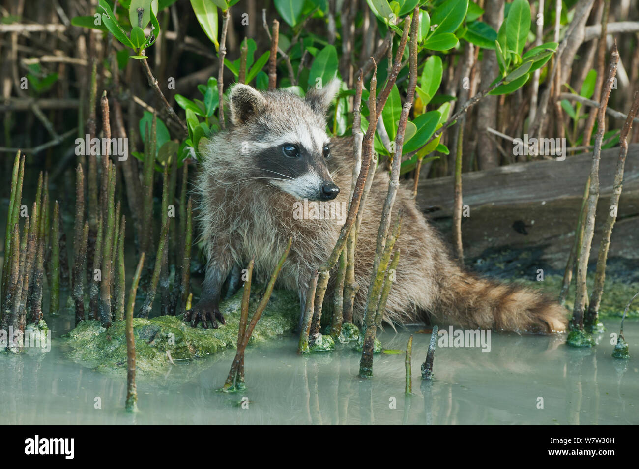 Raccoon in mangrove hi-res stock photography and images - Alamy