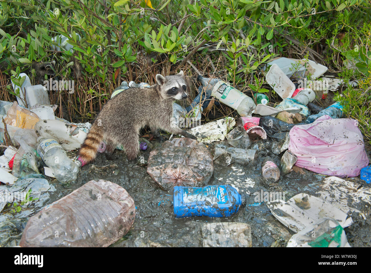 Pygmy Raccoon (Procyon pygmaeus) foraging amongst rubbish, Cozumel ...