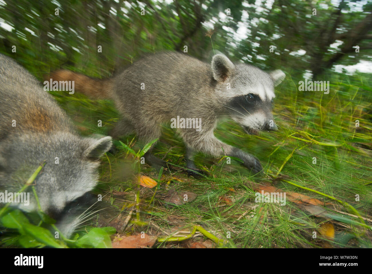 Pygmy Raccoons (Procyon pygmaeus) Cozumel Island, Mexico. Critcally ...