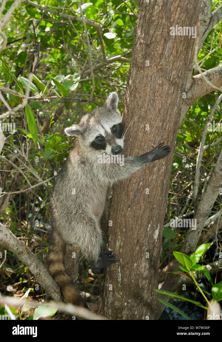 Pygmy Raccoon (Procyon pygmaeus) climbing tree, Cozumel Island, Mexico ...