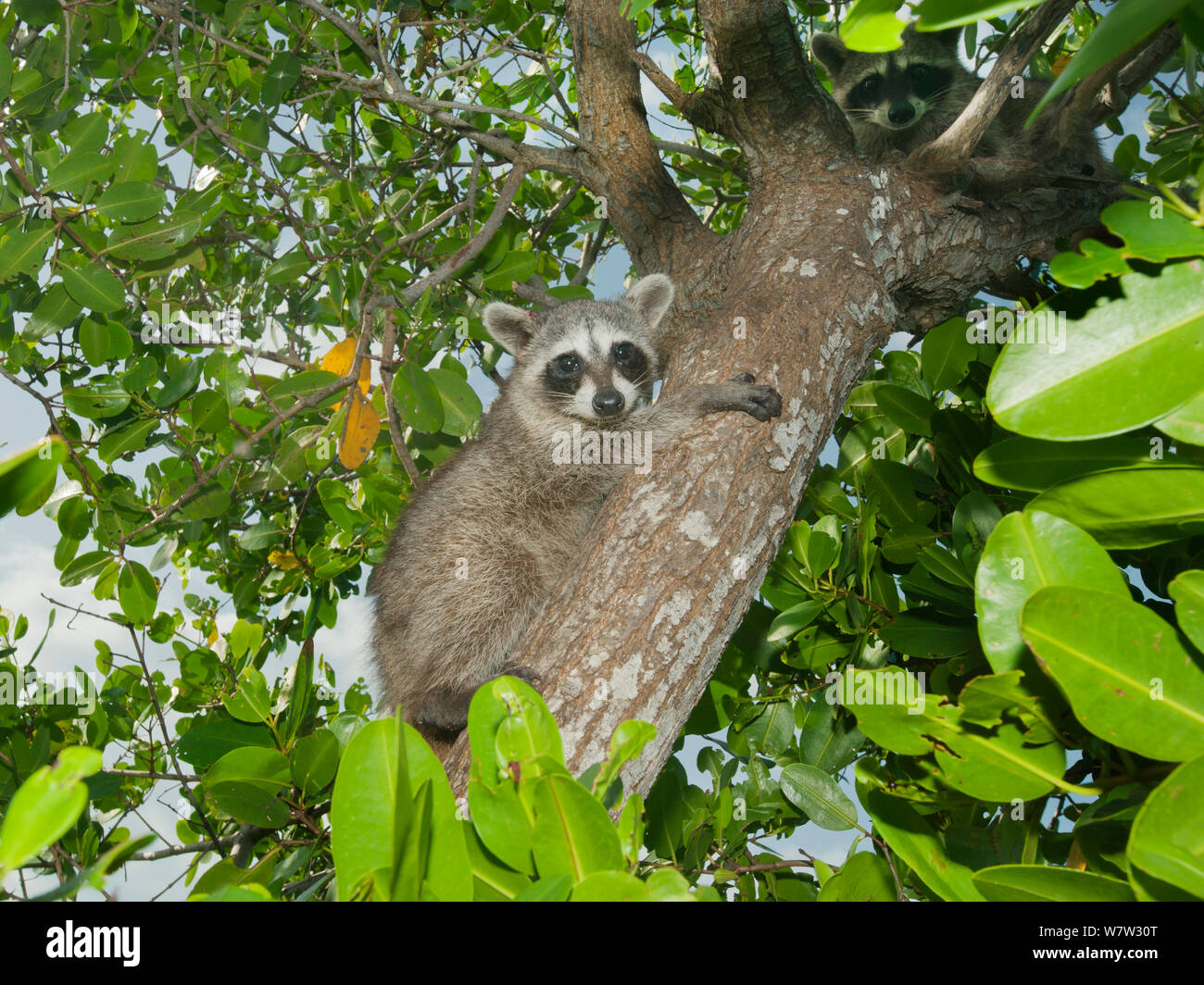 Pygmy Raccoon (Procyon pygmaeus) climbing tree, Cozumel Island, Mexico ...