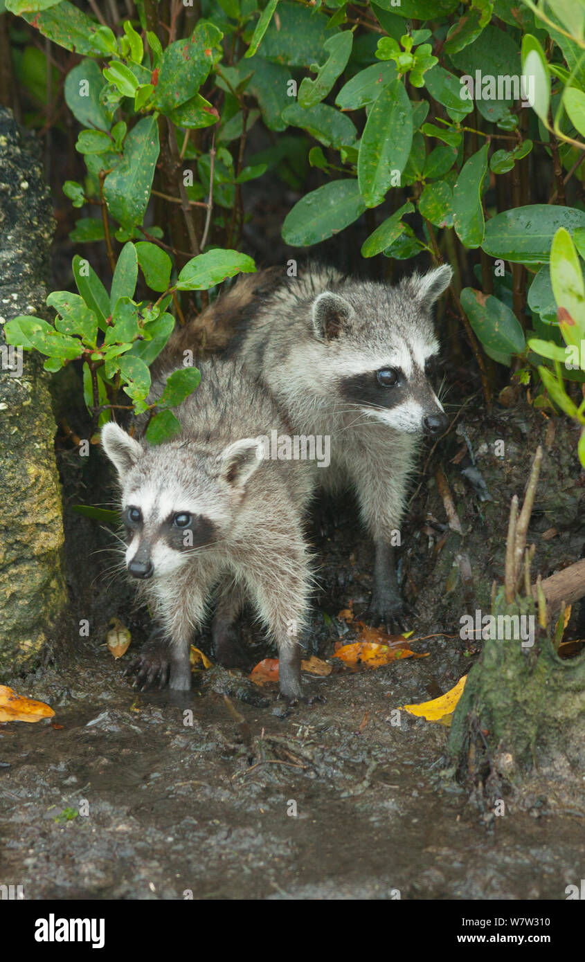 Pygmy raccoon procyon pygmaeus critically hi-res stock photography and ...