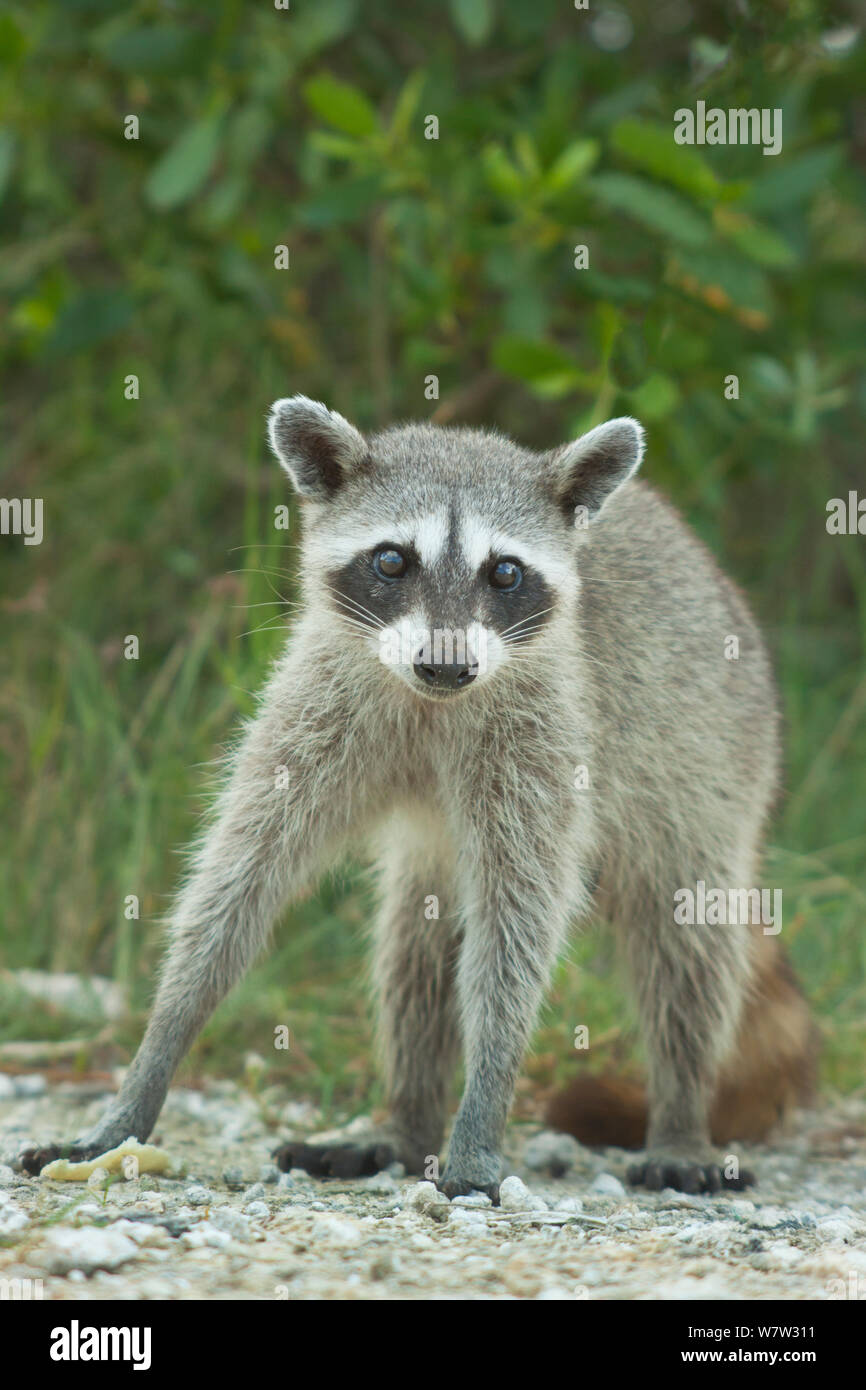 Pygmy Raccoon (Procyon pygmaeus) portrait, Cozumel Island, Mexico ...