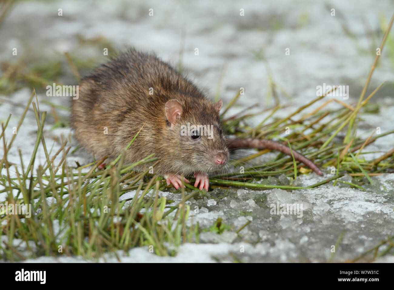 Brown rats (Rattus norvegicus) sitting on frozen pool, Warwickshire ...
