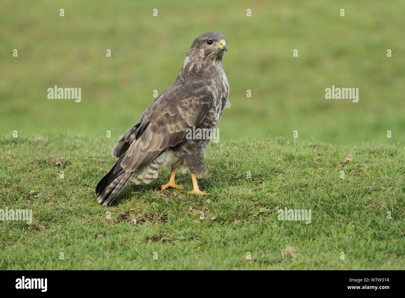 Buzzard uk field hi-res stock photography and images - Alamy