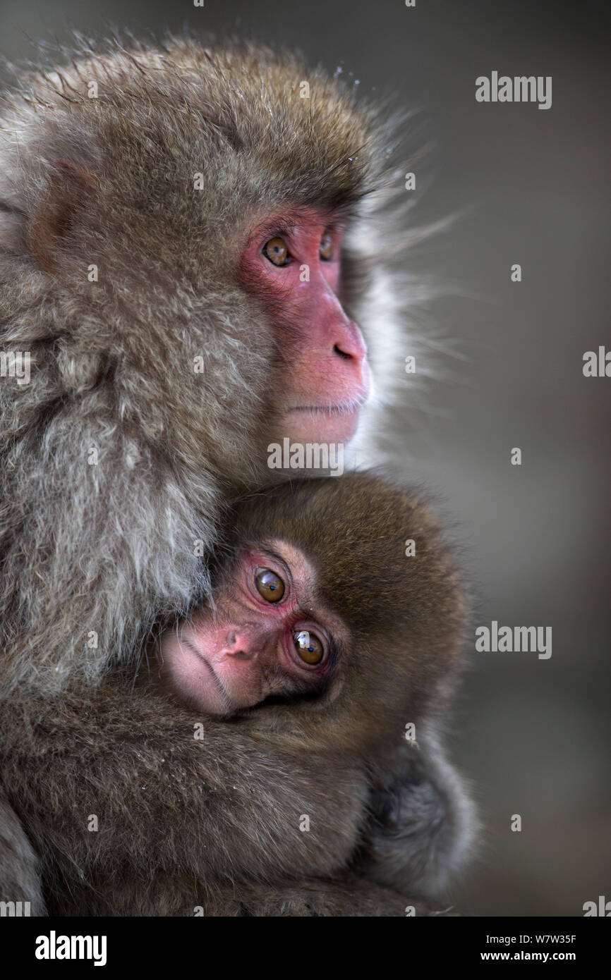 Japanese Macaque (Macaca fuscata) female cuddling her baby. Jigokudani ...