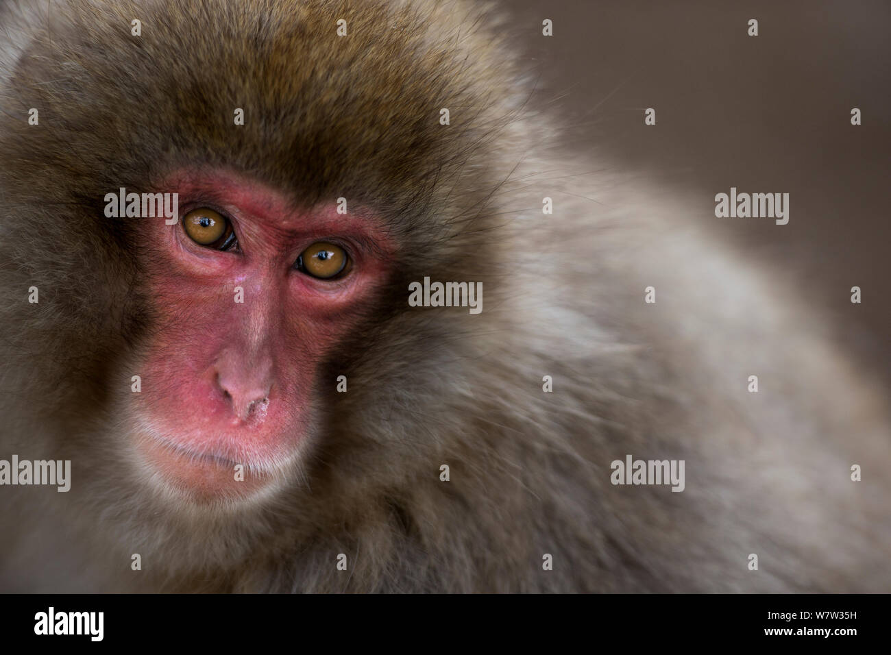 Portrait adult japanese macaque hi-res stock photography and images - Alamy