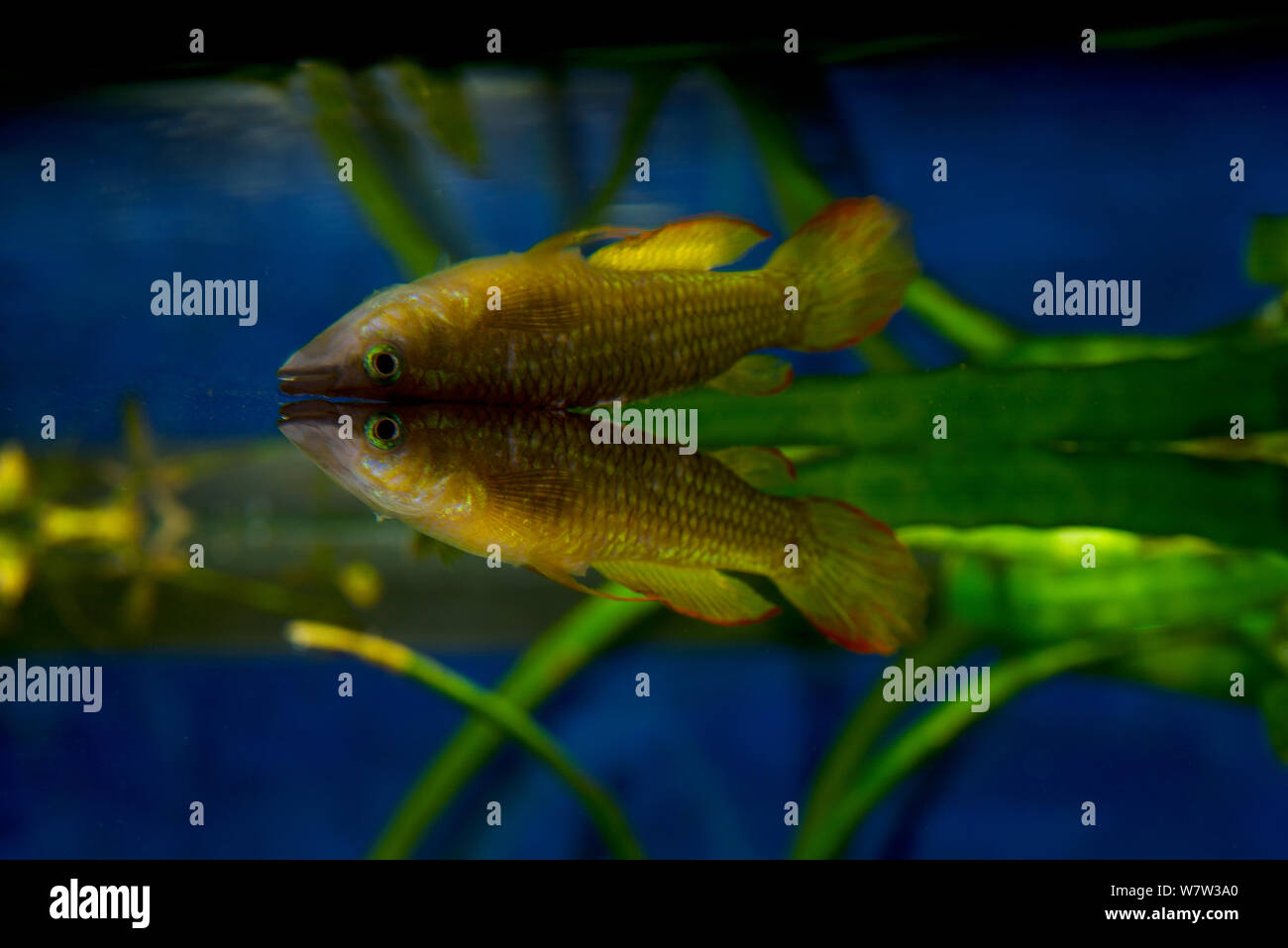 Marine underwater hi-res stock photography and images - Alamy