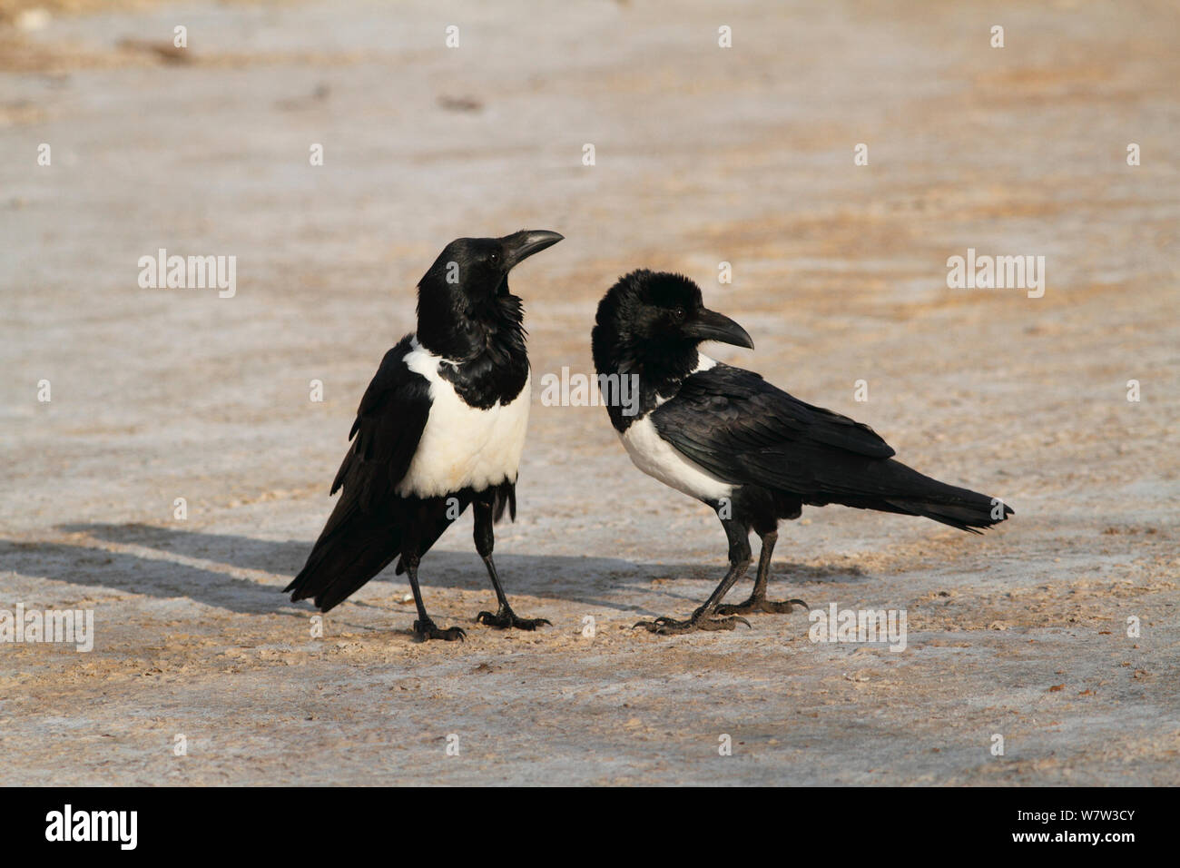 White bellied crow hi-res stock photography and images - Alamy