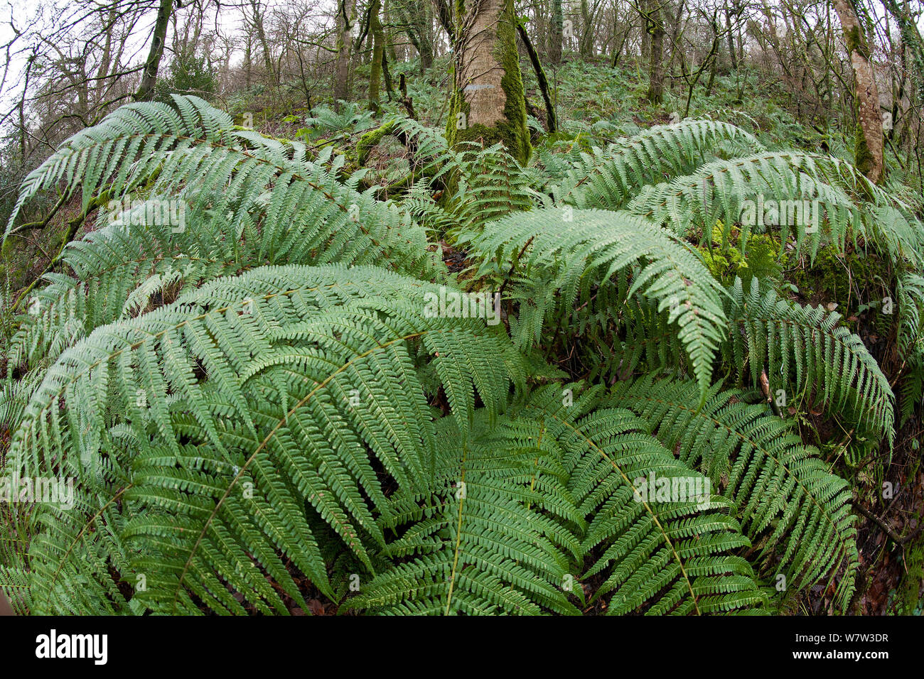Nephrodium filix mas hi-res stock photography and images - Alamy