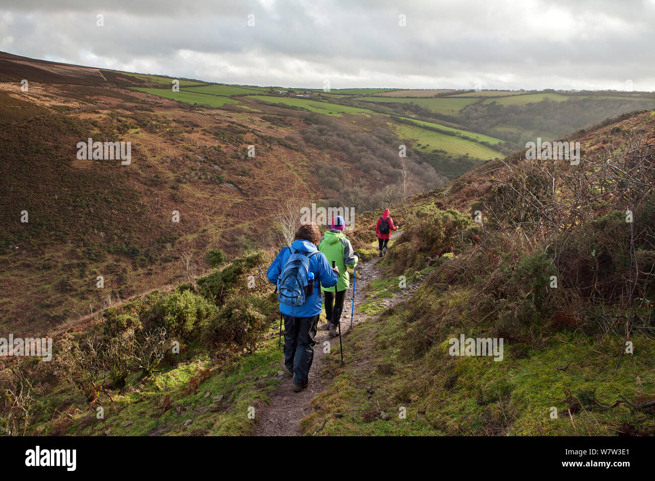 North Devon Coast Path with walkers heading up Sherrycombe near Combe ...
