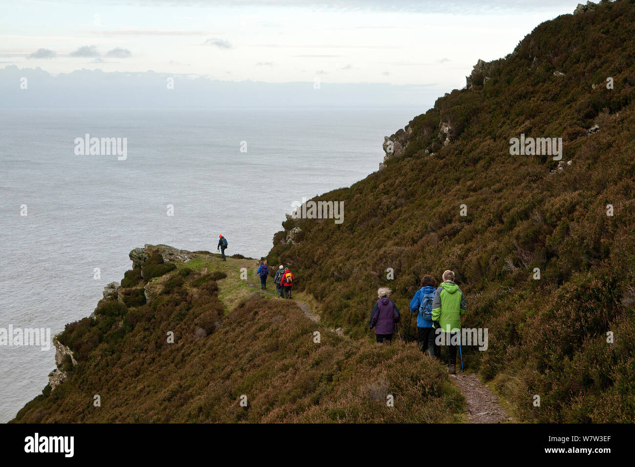 North Devon Coast Path , walkers on steep heather covered slopes ...