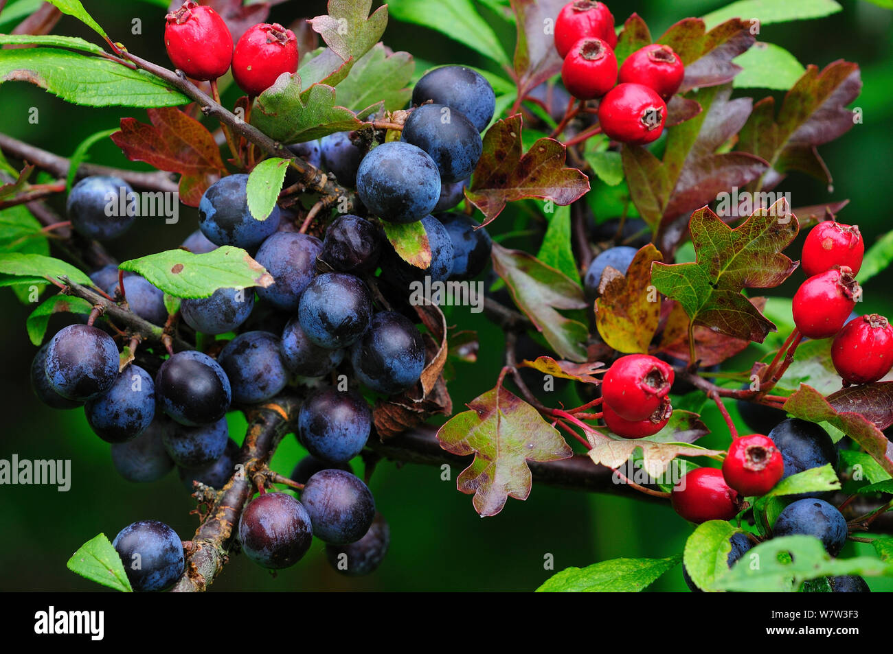 Blackthorn (Prunus spinosa) sloes and Hawthorn berries (Crataegus ...