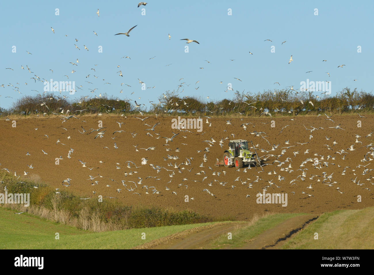Common gulls (Larus canus) and Black-headed gulls (Chroicocephalus ...