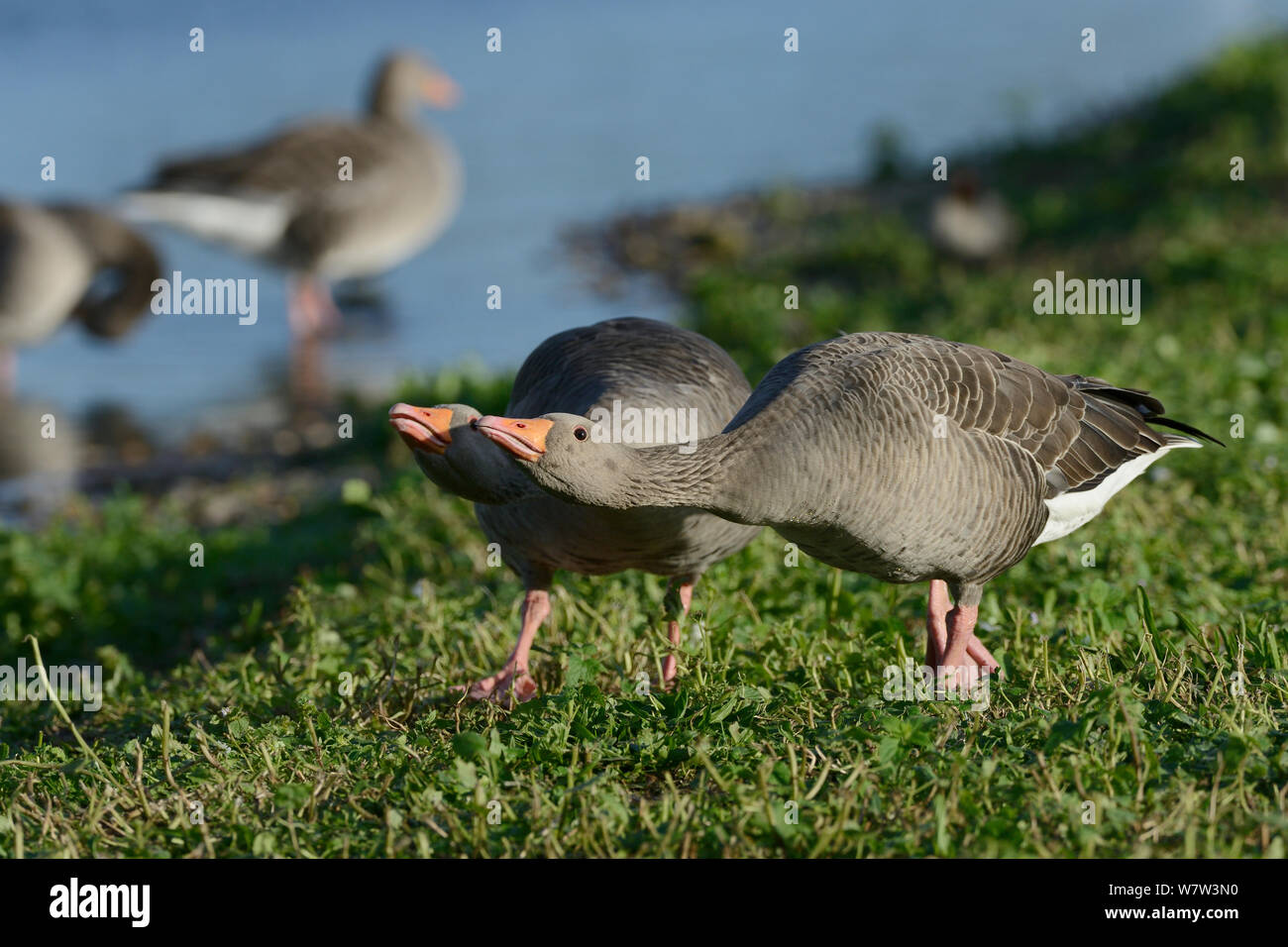 Greylag goose pair (Anser anser) in threatening aggressive postures ...