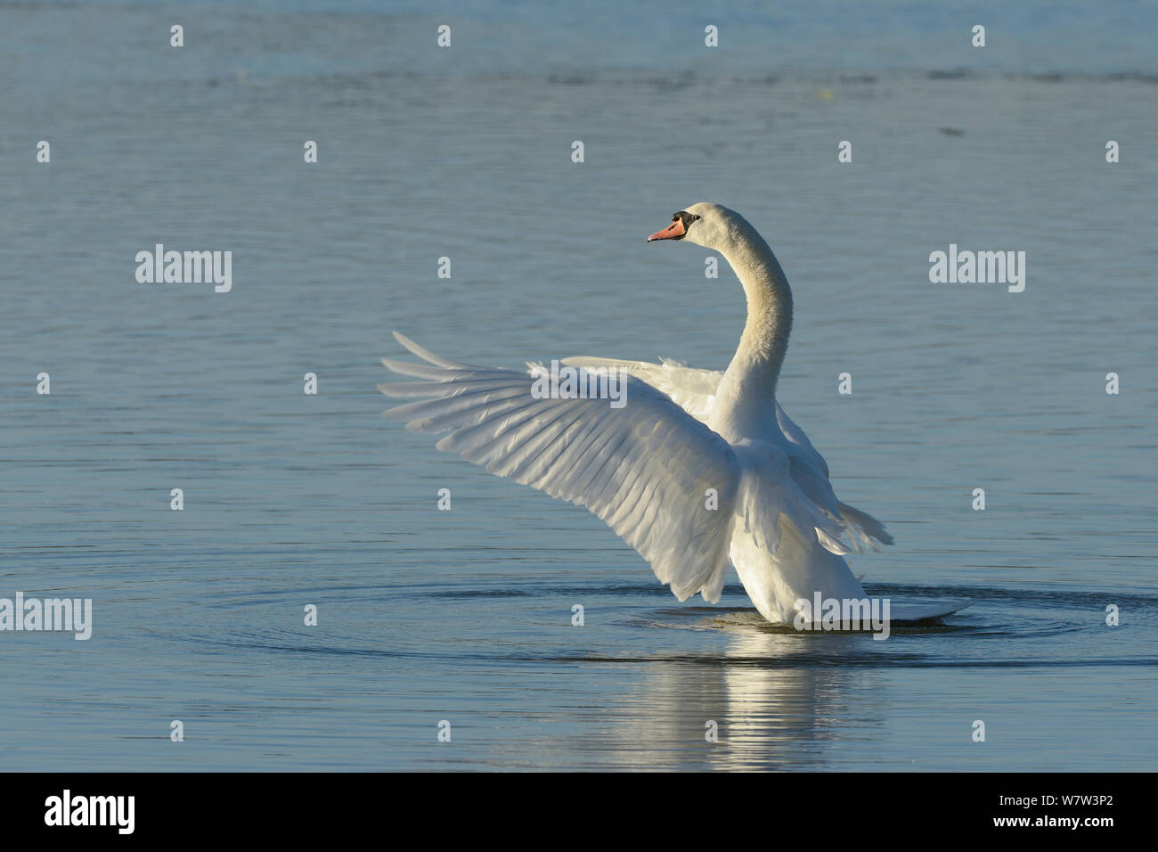 Rising animal hi-res stock photography and images - Alamy