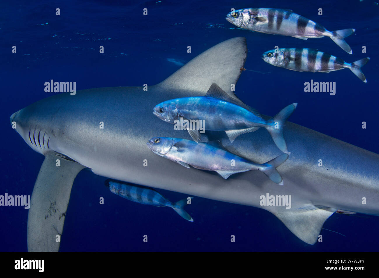 Blue shark (Prionace glauca) with Pilot fish (Naucrates ductor) Faial ...