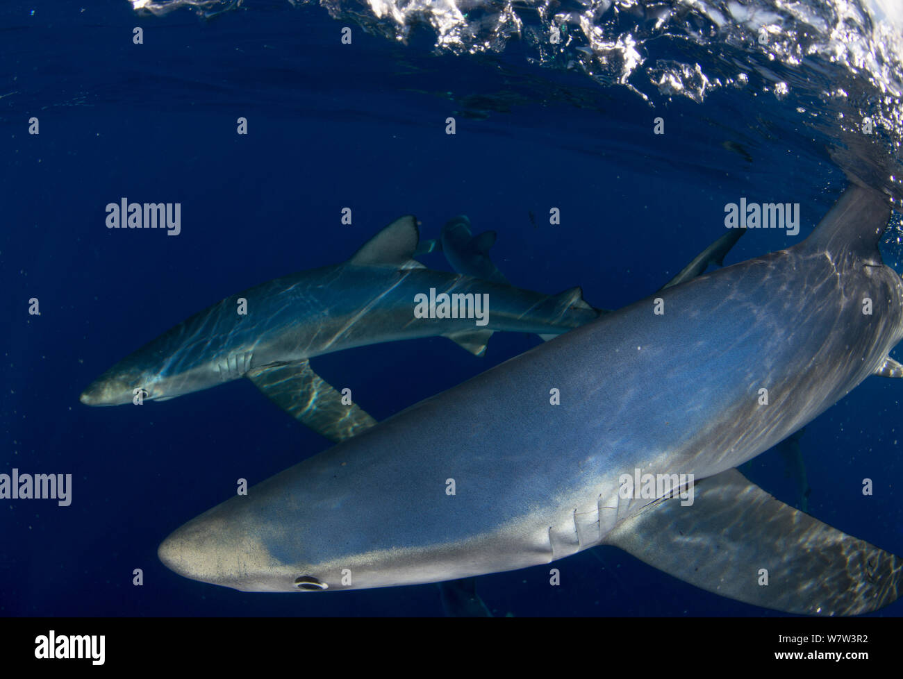 Blue sharks (Prionace glauca) Faial Island, Azores, Portugal, Atlantic ...
