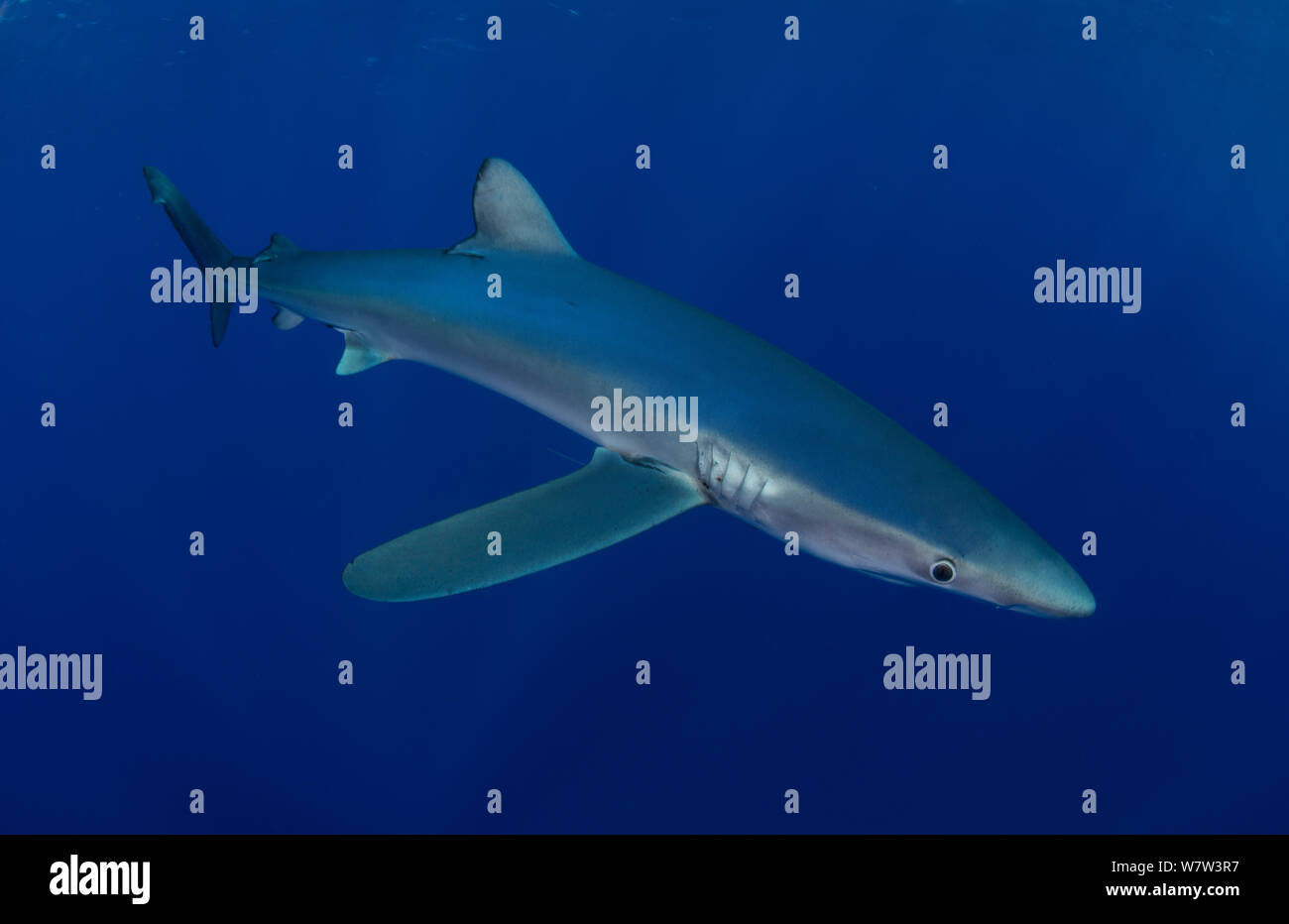 Blue shark (Prionace glauca) Faial Island, Azores, Portugal, Atlantic ...