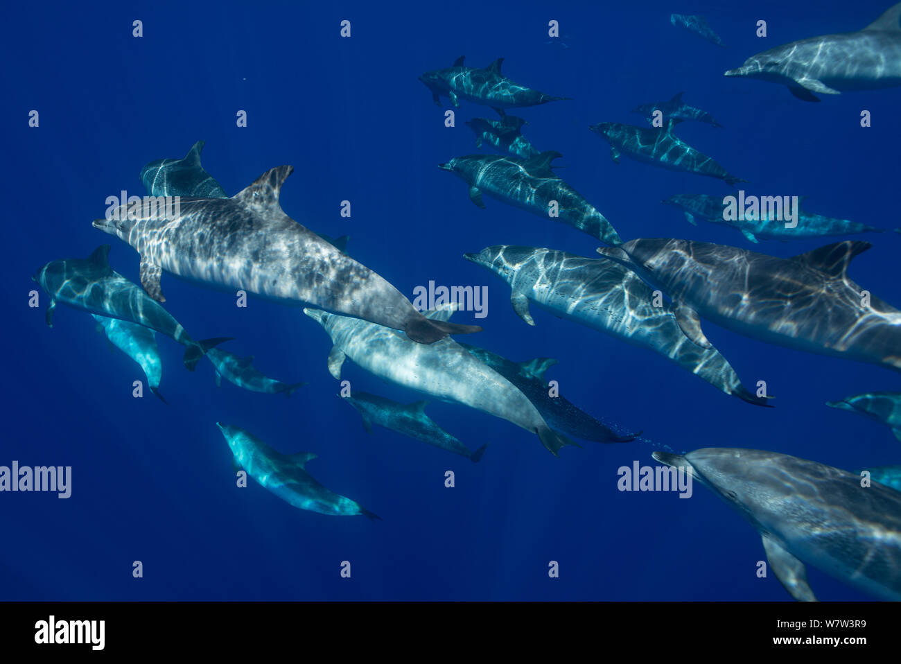Pod of Atlantic spotted dolphins underwater (Stenella frontalis) Azores ...