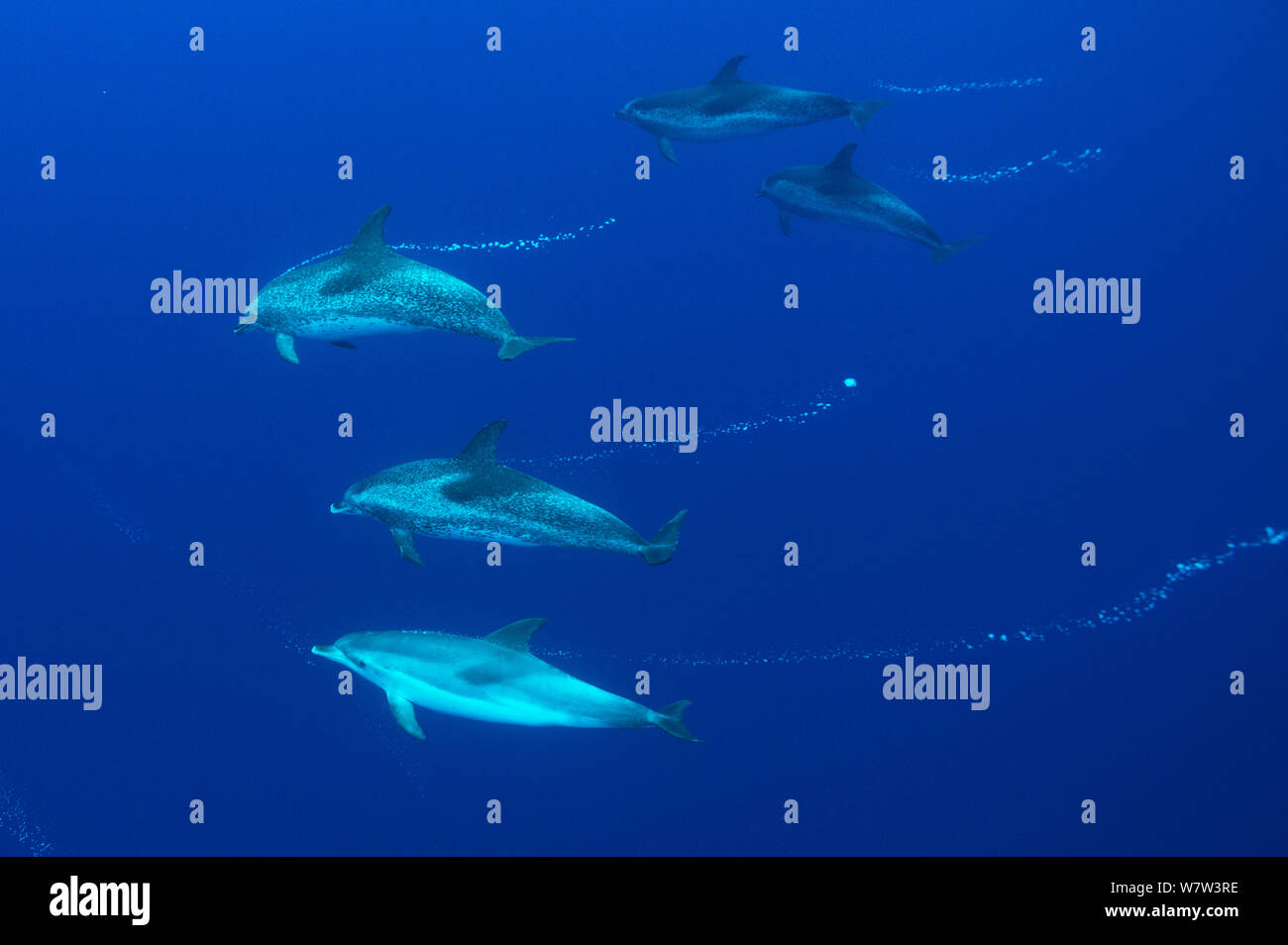 Pod of Atlantic spotted dolphins underwater (Stenella frontalis) Azores ...