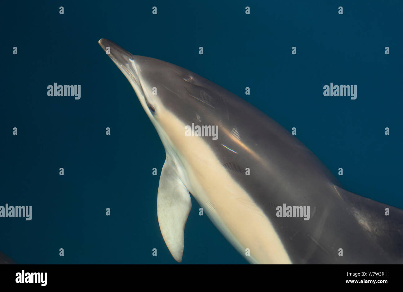 Short beaked saddle backed dolphin delphinus delphis hi-res stock photography and images - Alamy