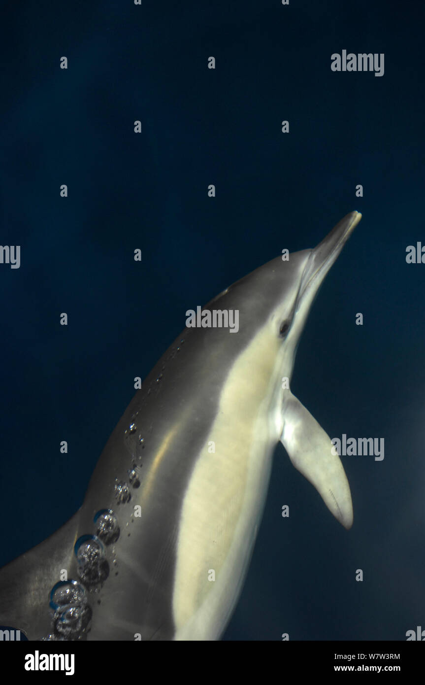 Short beaked saddle backed dolphin delphinus delphis hi-res stock photography and images - Alamy