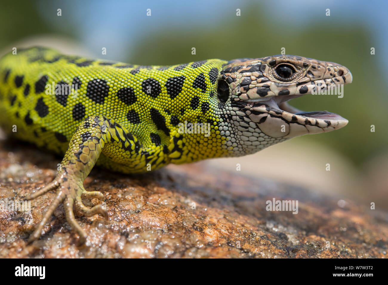 Emerald Lizard High Resolution Stock Photography and Images - Alamy