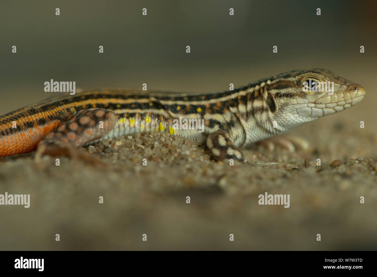 Spiny footed lizard (Acanthodactylus erythrurus) juvenile, Portugal ...