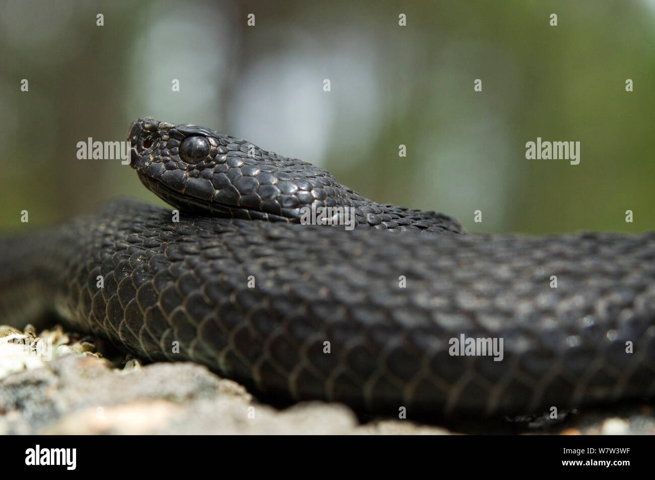Female Baskian viper (Vipera seoanei) with melanistic coloration on ...